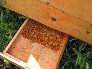 Arı Poleni Nedir? Faydaları Nelerdir? - Bal Marketi